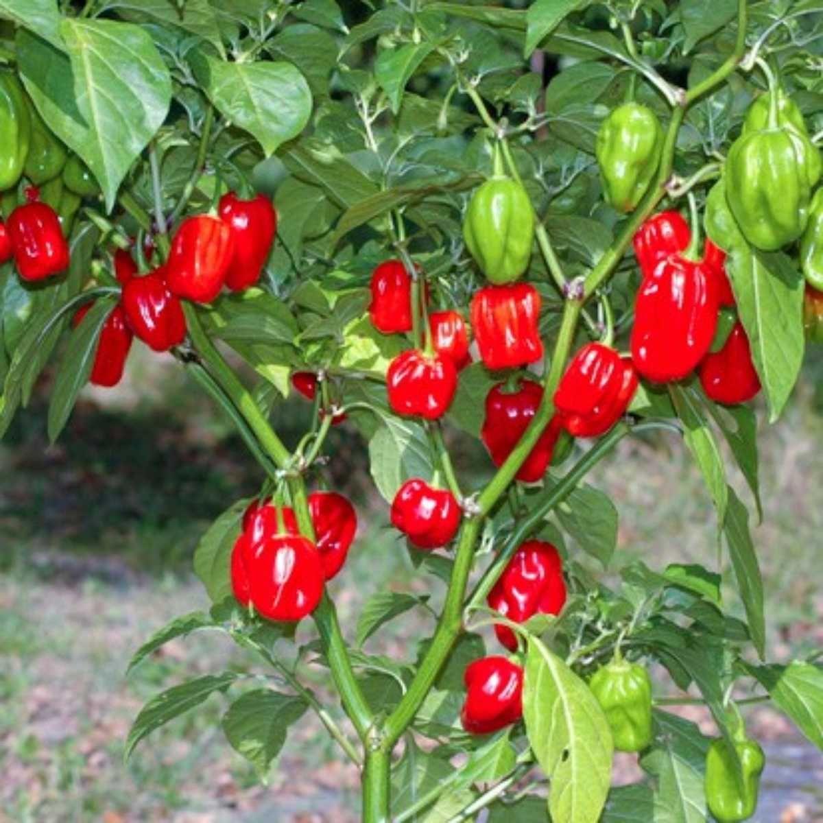 Pimenta Habanero Sementes Pimenta Habanero Amarela ISLA Sementes