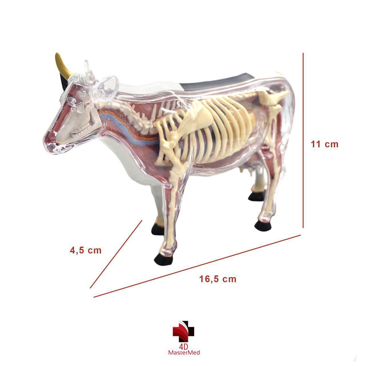 Anatomia da Vaca - 4D Master - Modelos Anatômicos - Magazine Luiza
