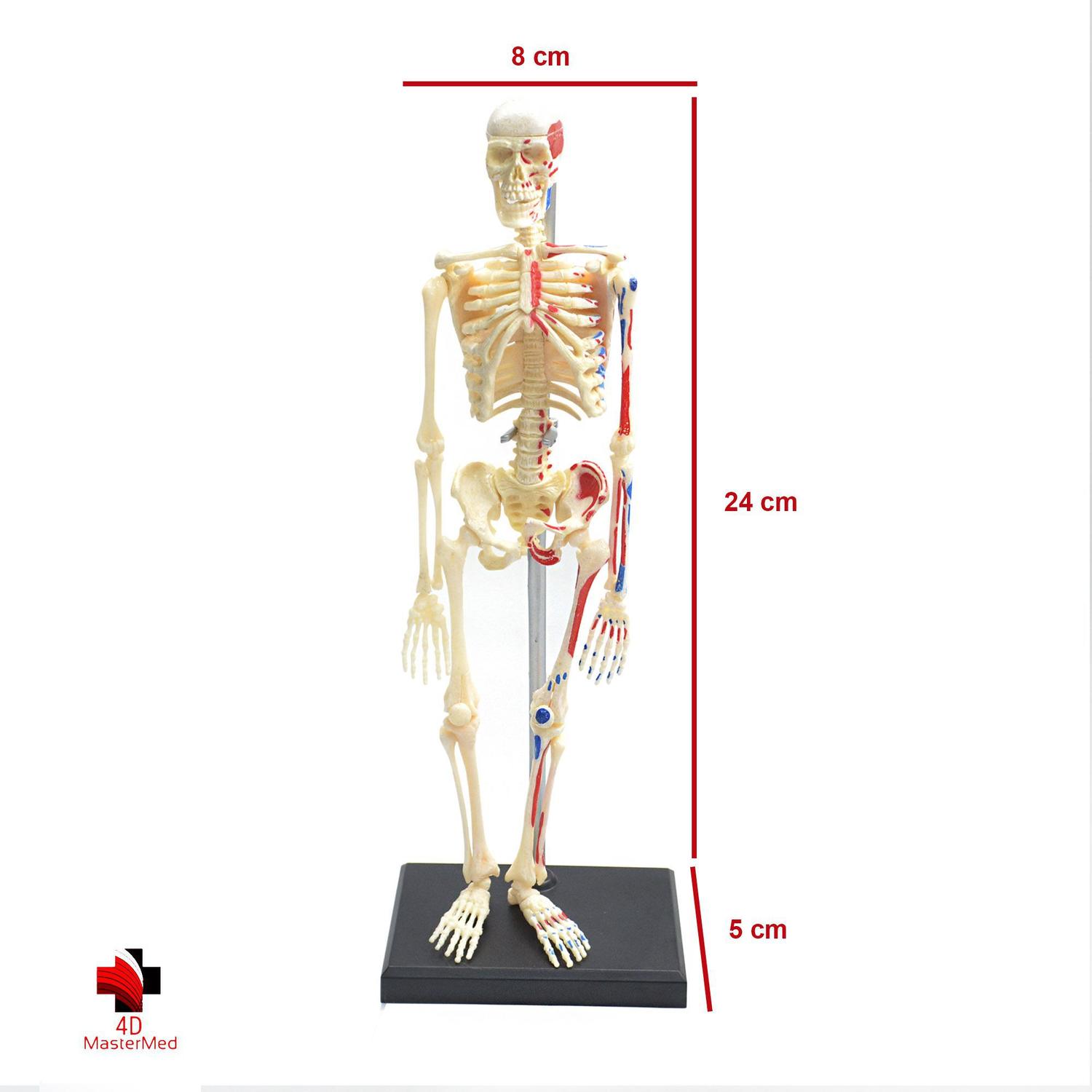 Anatomia Detalhada Do Esqueleto Humano Sistemas Do Corpo Humano: