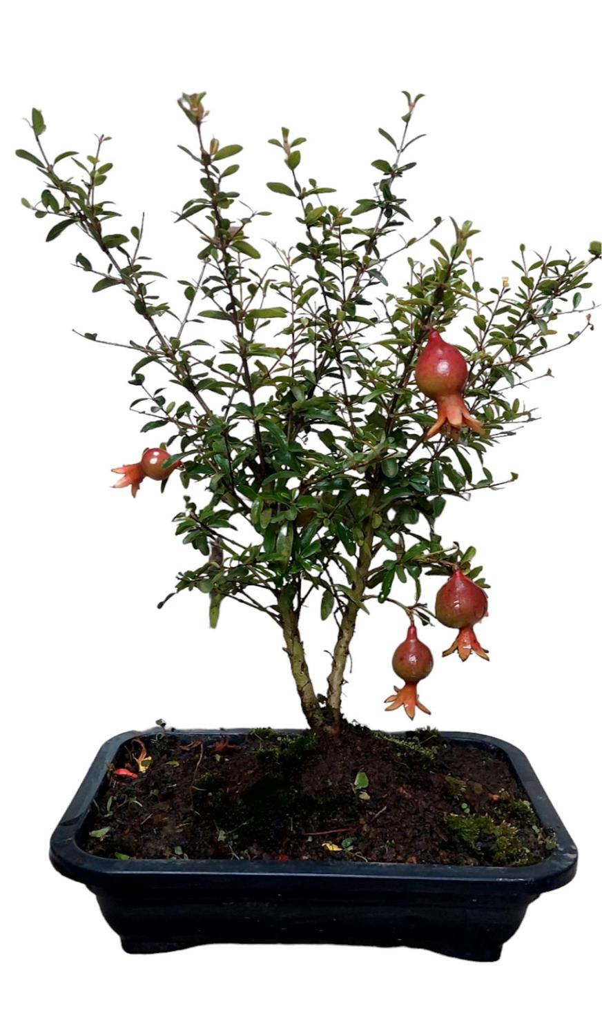Fruta Bonsai Roma