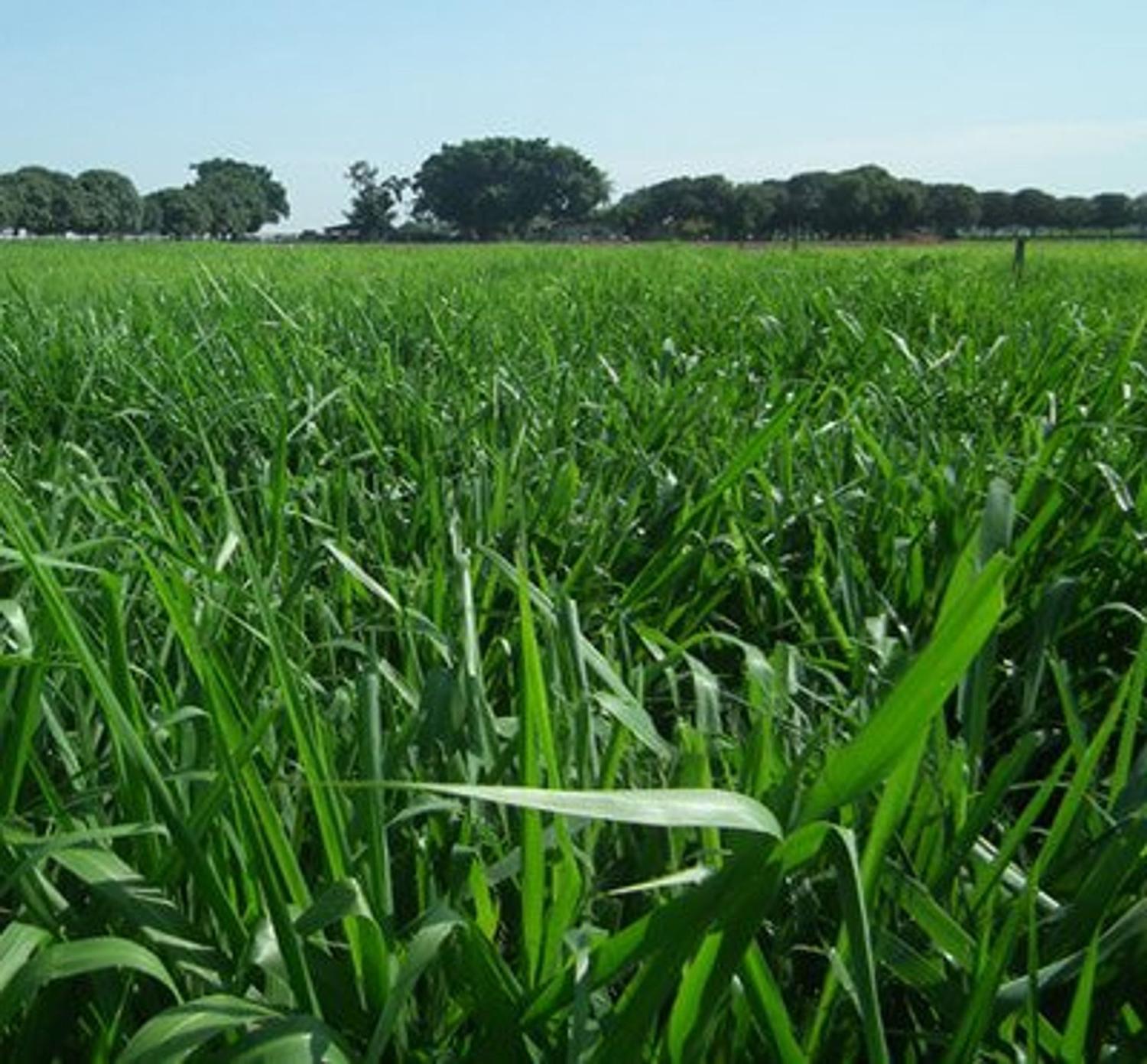 Capim Colonião - Mombaça - 10kg De Sementes - Sementes - Magazine Luiza