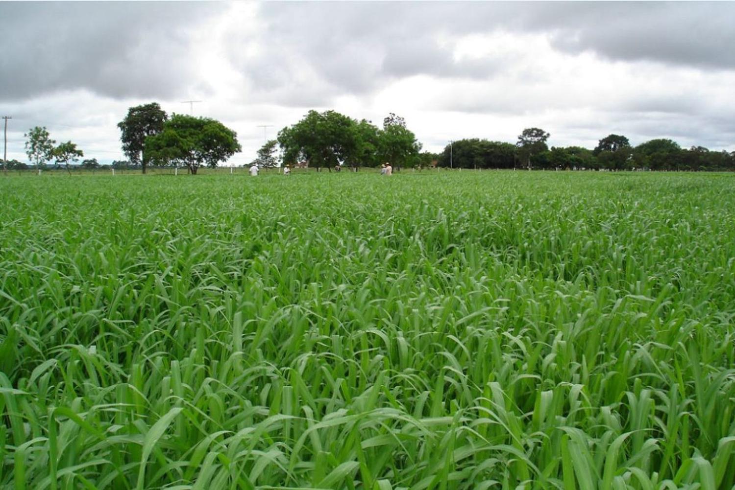 Capim Colonião - Mombaça - 10kg De Sementes - Sementes - Magazine Luiza
