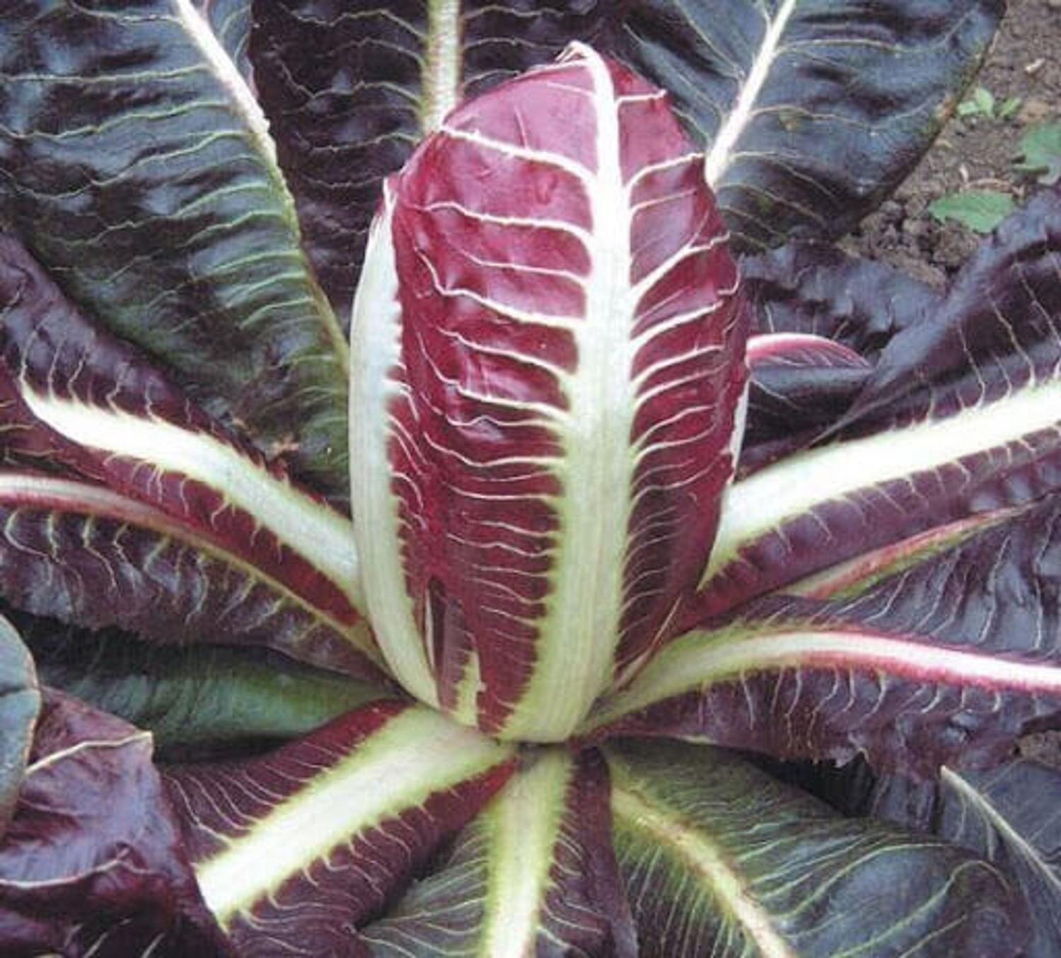 Chicoria Roxa Alta - 8gr De Sementes - Isla - Sementes - Magazine Luiza