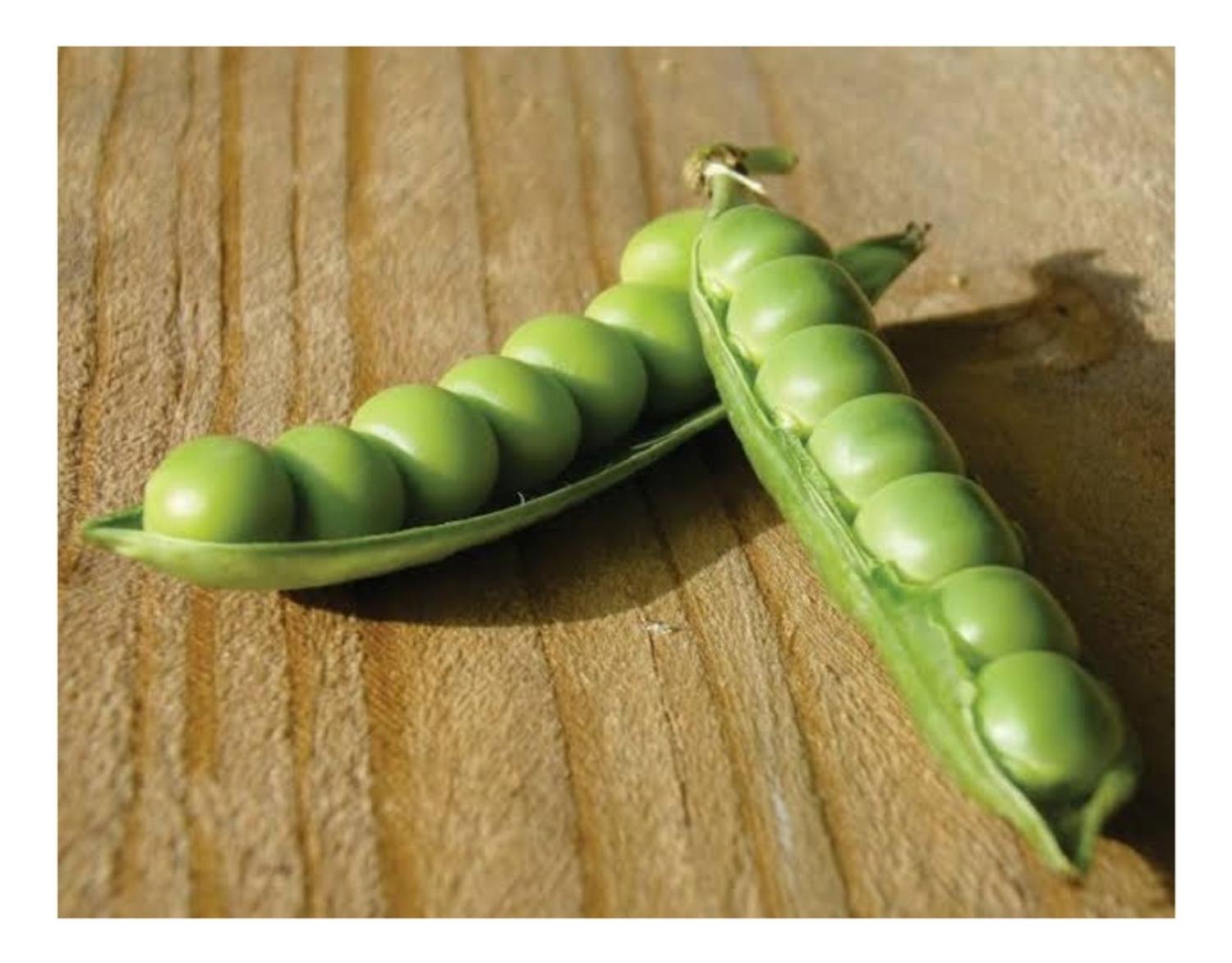 Planta De Ervilha Verde