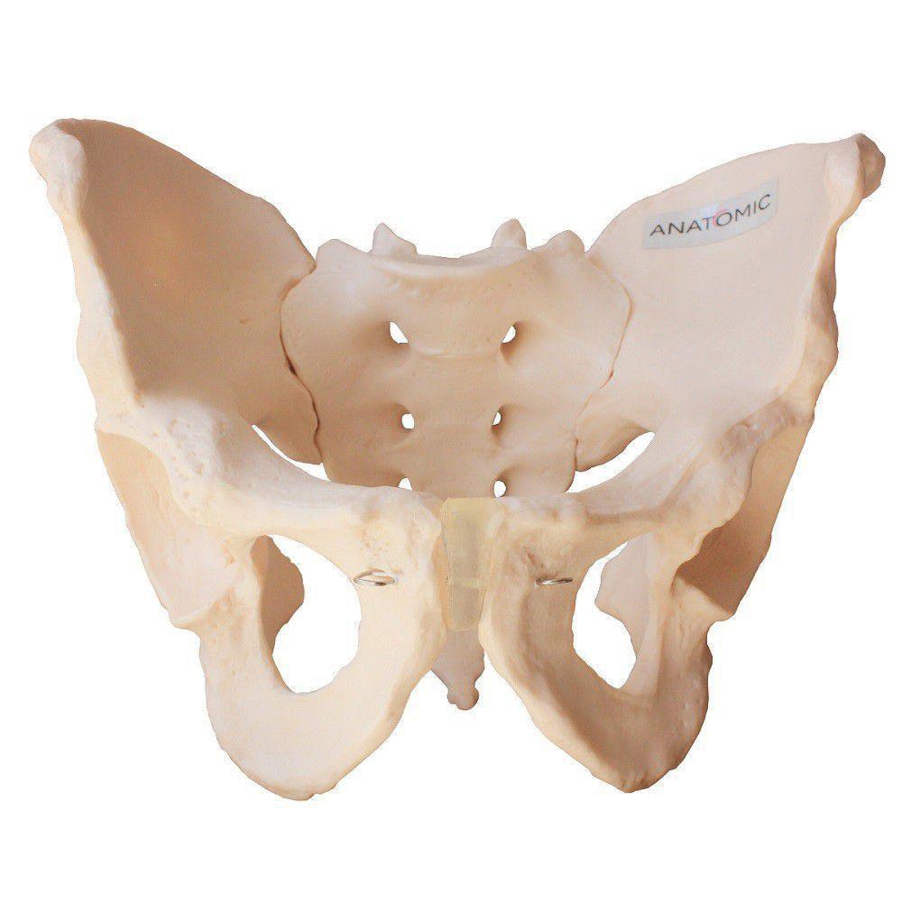 Esqueleto Pélvico Masculino, Anatomia Pelve Masculina - Anatomic ...