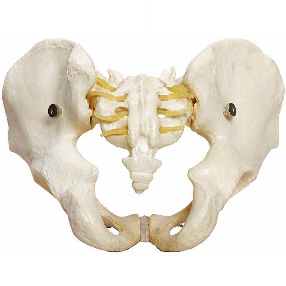 Esqueleto Pélvico Masculino, Anatomia Pelve Masculina - Anatomic ...