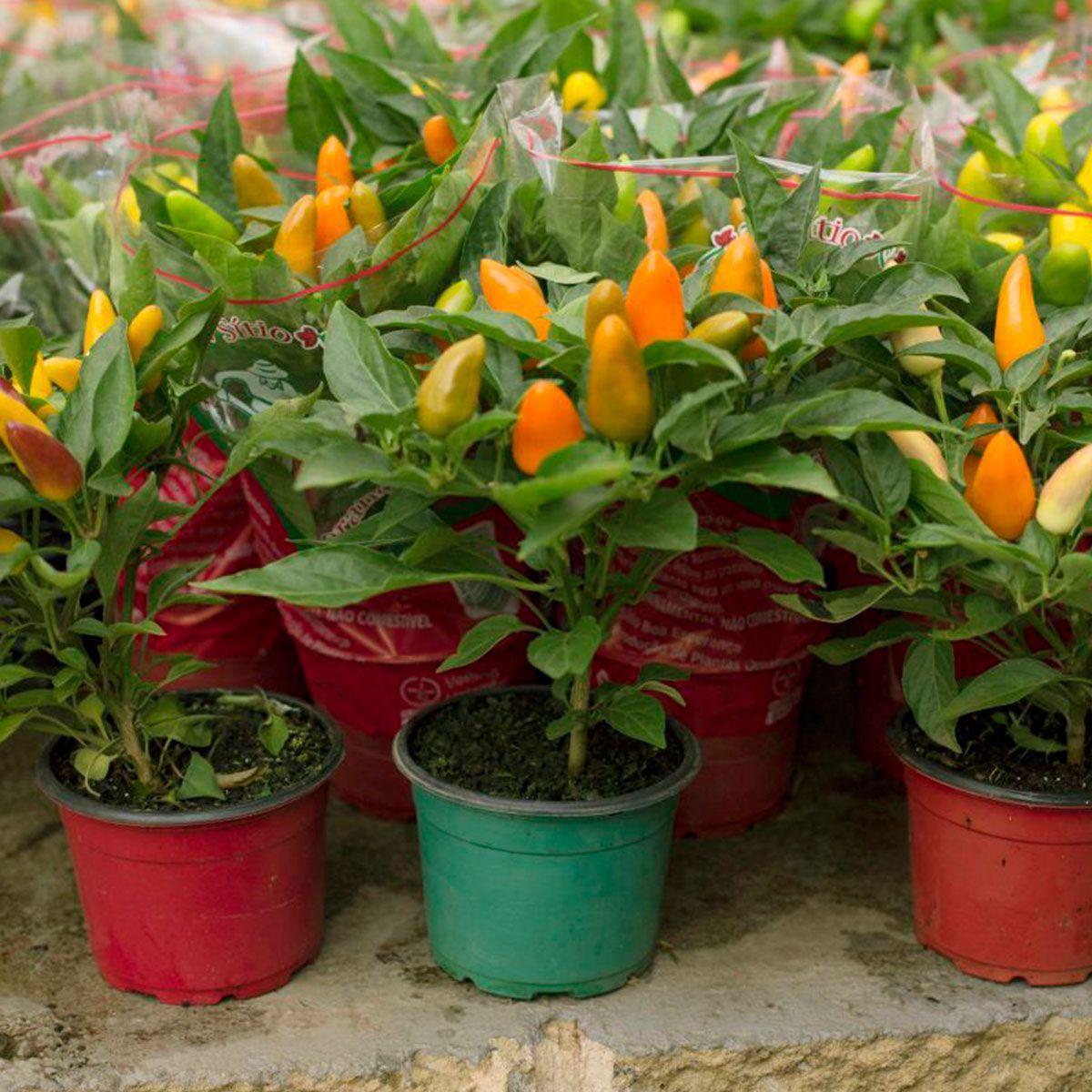 Kit com 15 Embalagem Vaso para Mudas Plantas 1,7L Nutriplan - Vasos ...