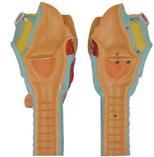 Laringe Ampliada, em 2 partes - ANATOMIC - Modelos Anatômicos ...