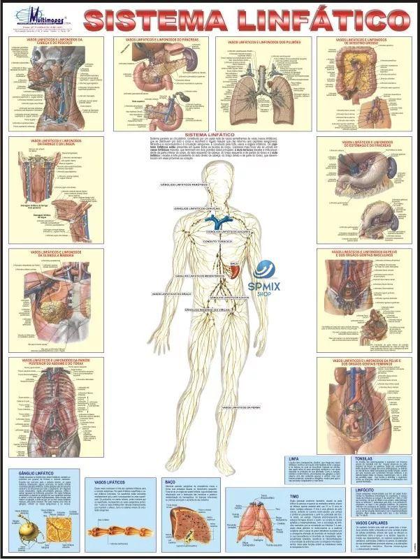 Mapa Corpo Humano Sistema Linfático - 120 X 90cm Gigante - SPMIX ...