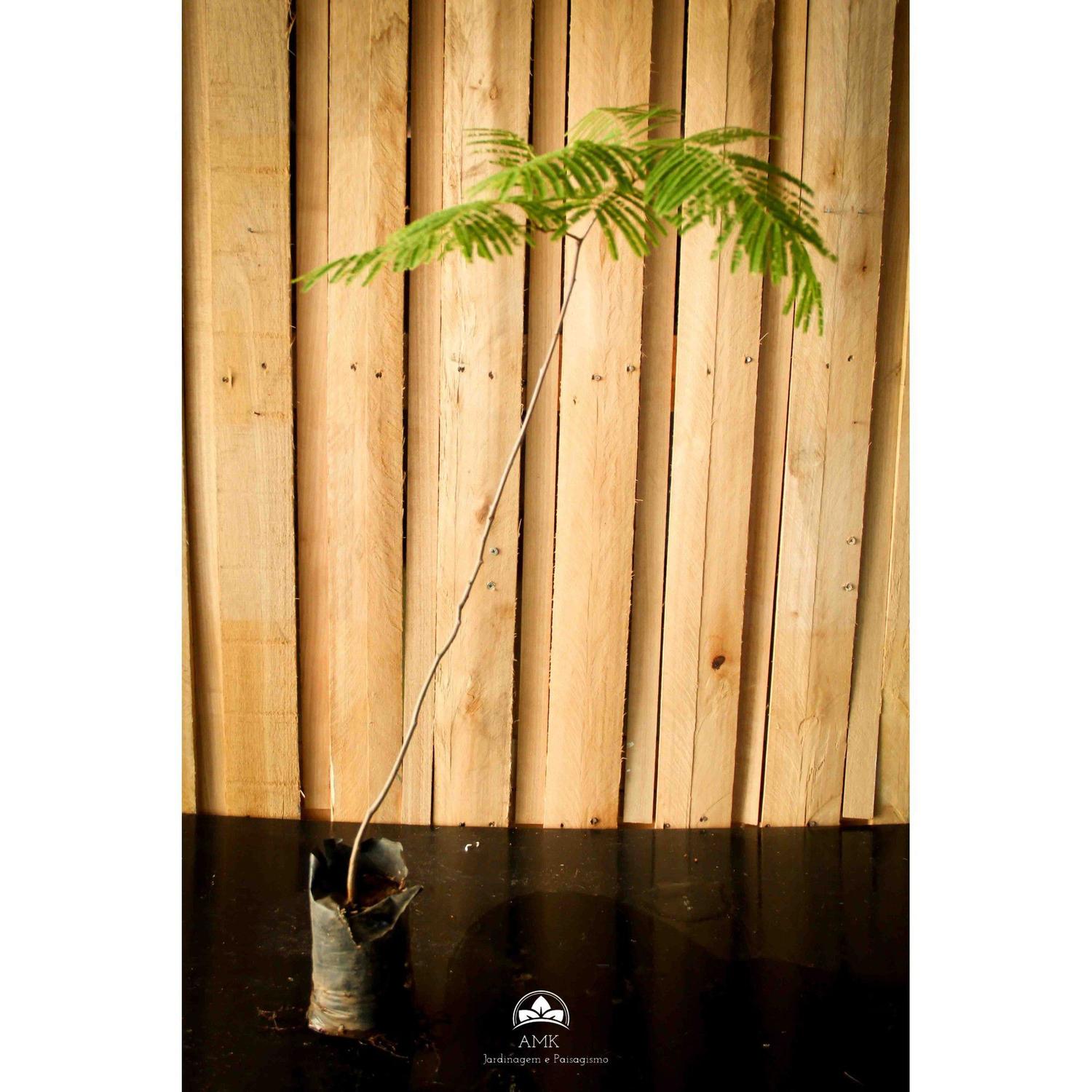 Muda de Angico Vermelho Altura de 0,40 cm a 0,80 cm - Amk - Jardinagem ...