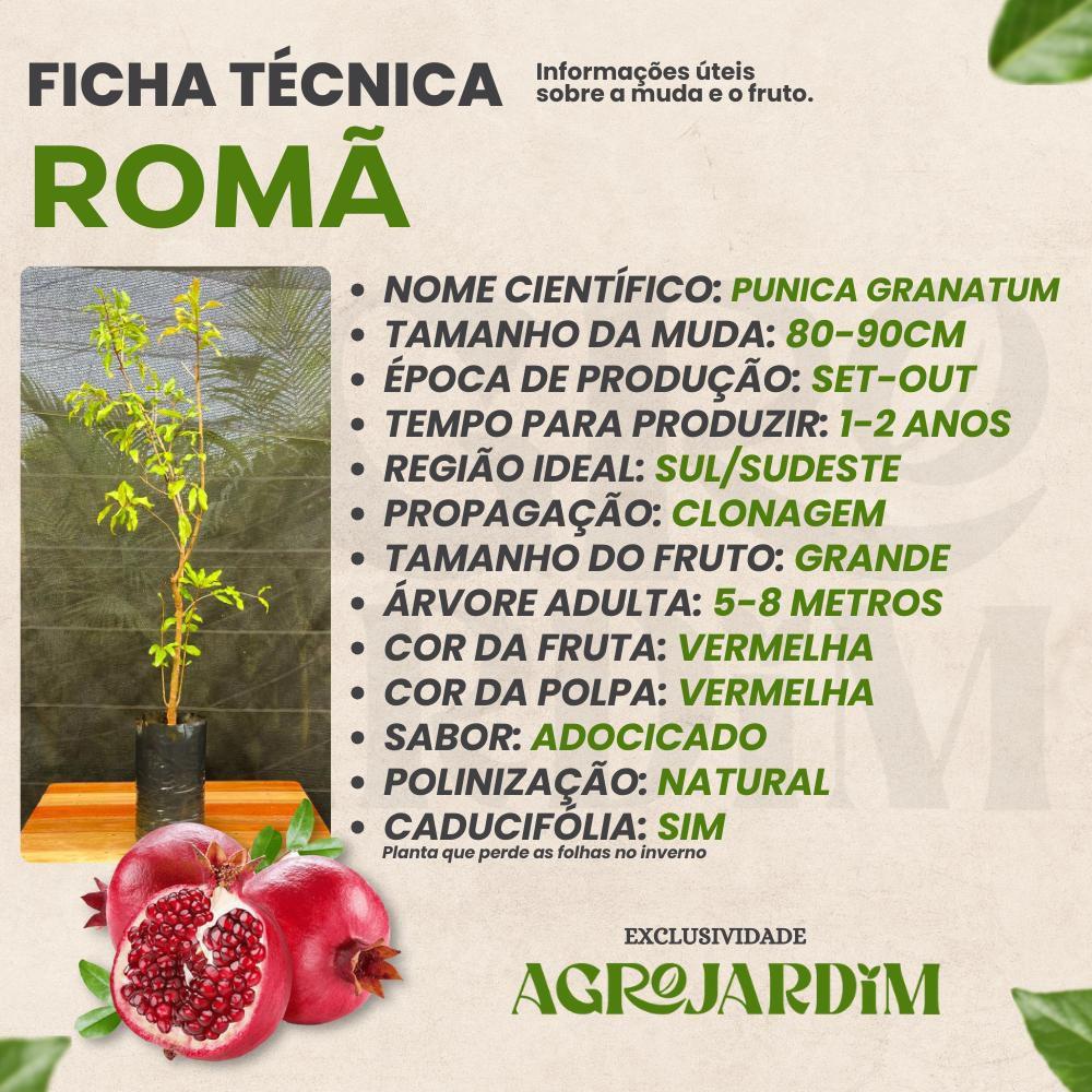 Arvore Frutifera Roma Muda De Romã Gigante