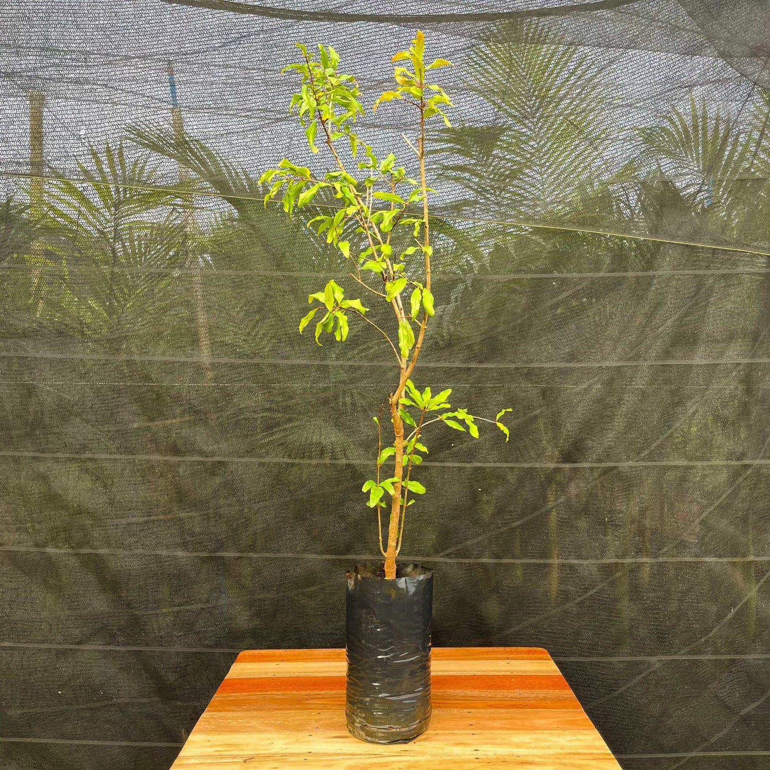 Arvore Frutifera Roma Muda De Romã Gigante