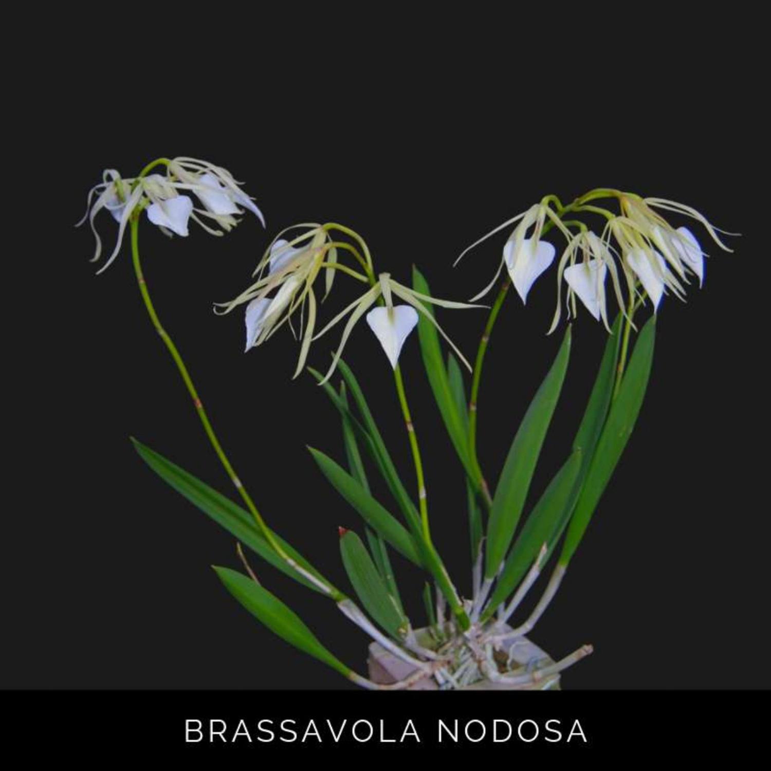 Orquídea Brassavola Nodosa - Orquídeas Renascer - Flor e Planta ...