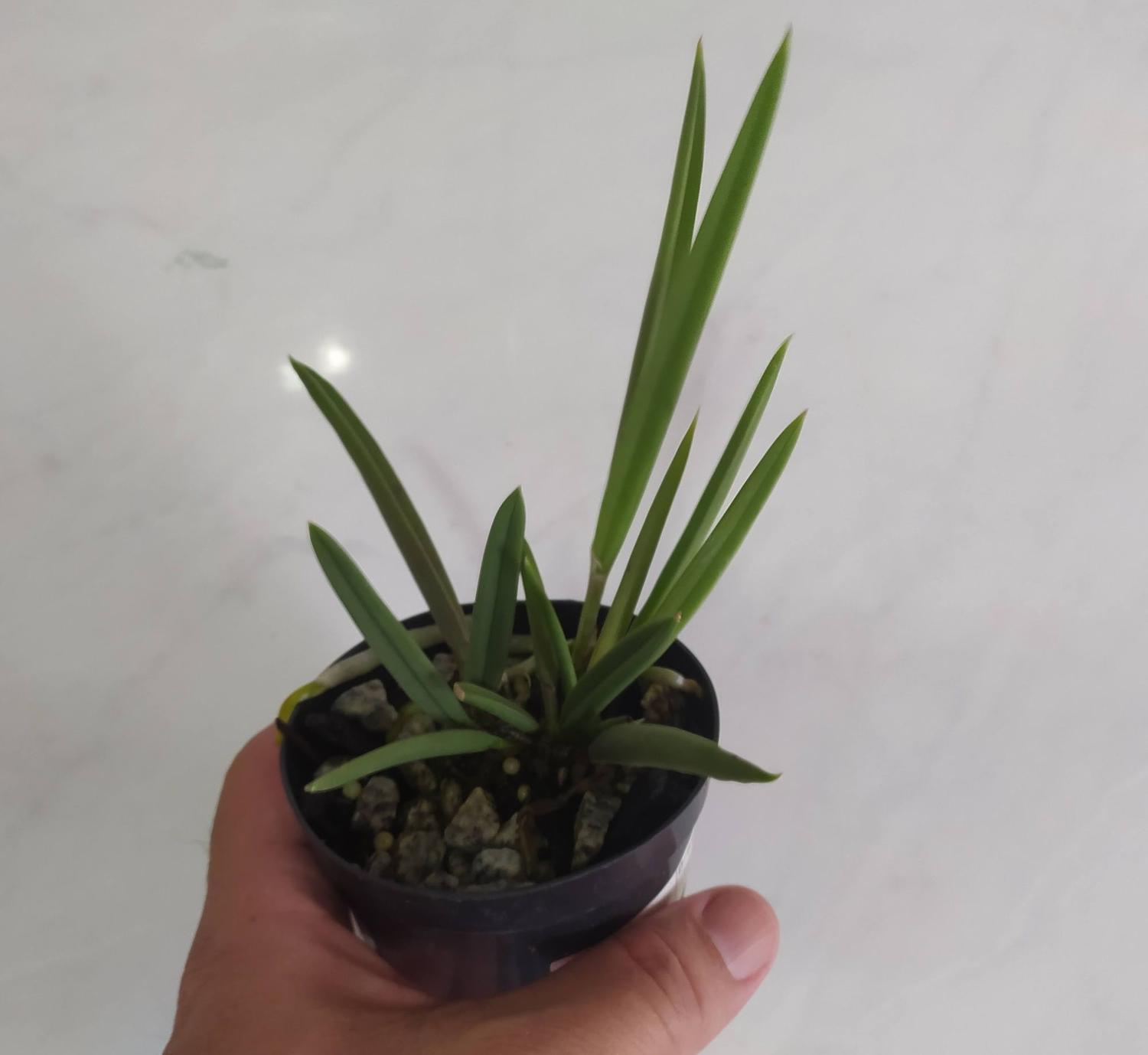 Orquídea Brassavola Nodosa - Orquídeas Renascer - Flor e Planta ...