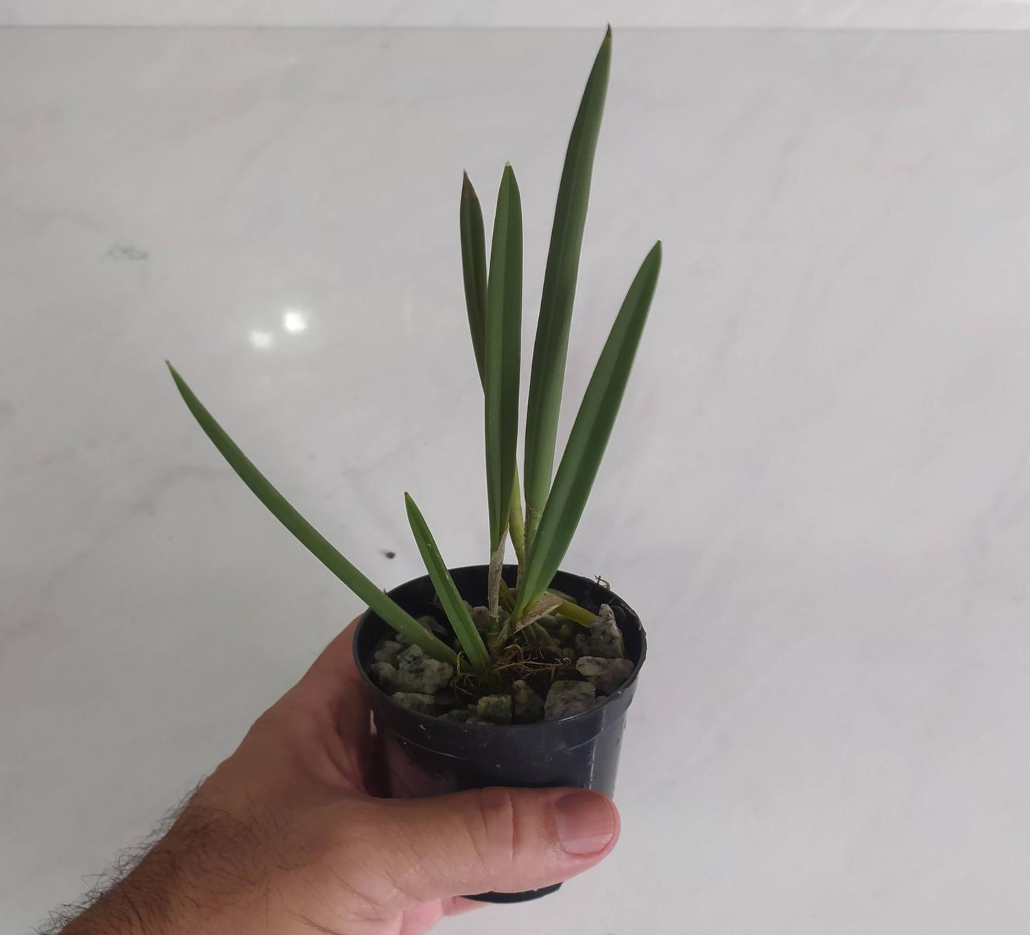 Orquídea Brassavola Nodosa - Orquídeas Renascer - Flor e Planta ...