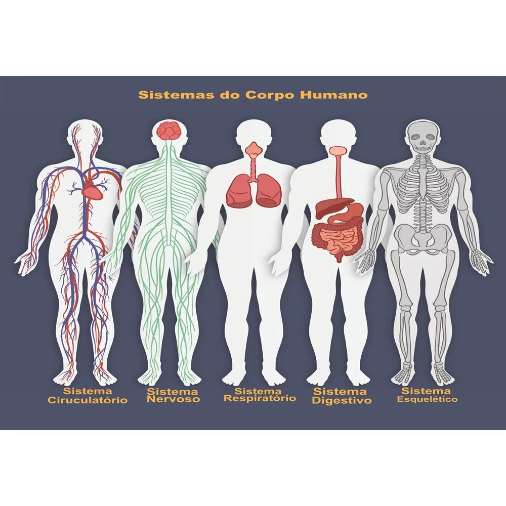 Painel de Lona Escolar Sistemas do Corpo Humano - 100x070cm - Fabrika ...
