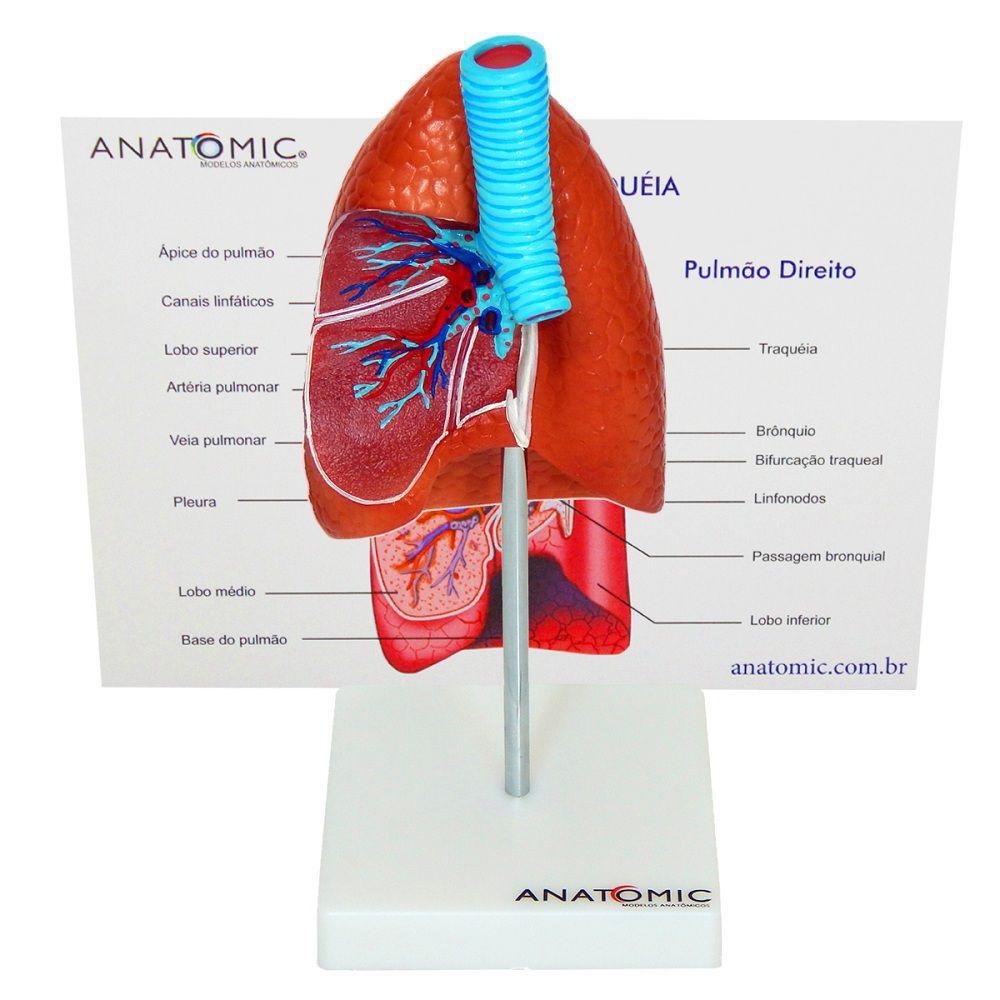 Anatomia Das Arterias Pulmonares PCR EERP/USP