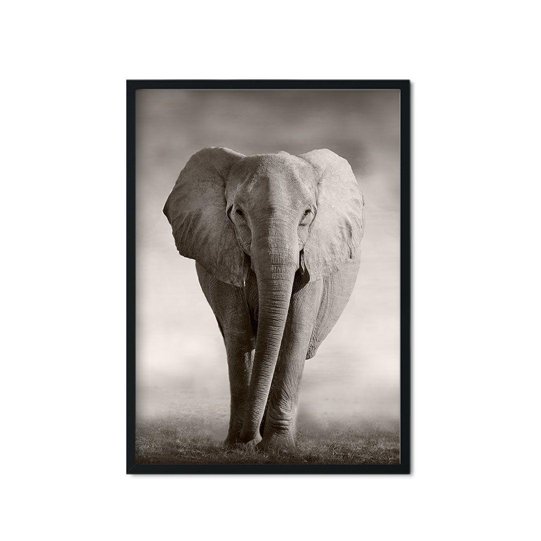 Fotografia Em Preto E Branco De Elefante