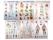 Kit Mapa do Corpo Humano Sistema Respiratório Digestório Circulatório ...