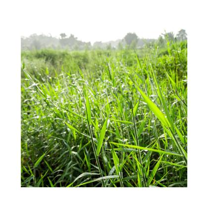 Brachiaria Decumbens Basilik 20kg Sementes Incrustadas - Sementes ...