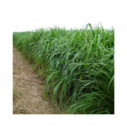 Capim Tanzania Panicum Maximum 3kg Sementes - Sementes Brasil ...