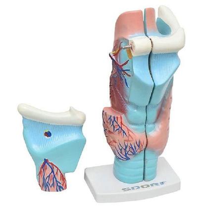 Garganta Ampliada Em 3 Partes, Anatomia - Sdorf - Modelos Anatômicos ...