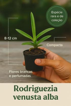 Orquidea Rodriguezia Alba Haste Floral Adulta Toquinho - DoceL@r ...