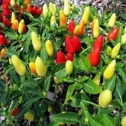 Sementes De Pimenta Picante para Vaso Tradicional 400mg - Topseed ...