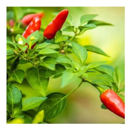 Sementes De Pimenta Picante para Vaso Tradicional 400mg - Topseed ...