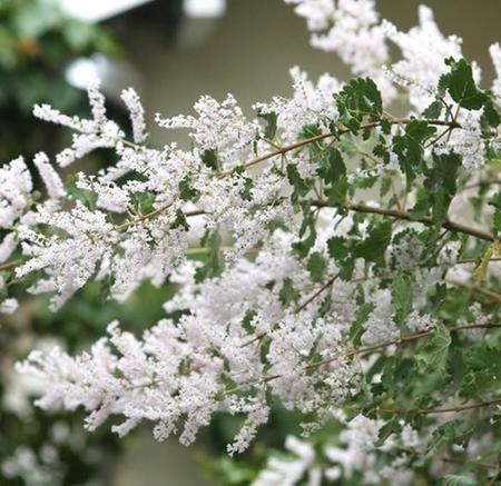Mirra Planta Medicinal