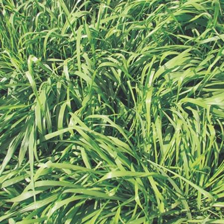 Brachiaria Humidicola