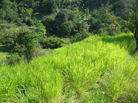 Brachiaria Dictyoneura