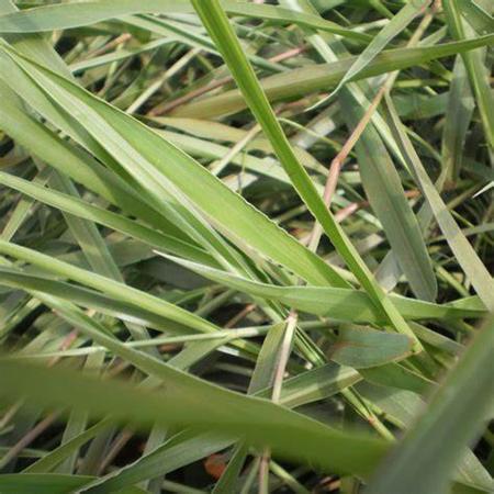 Brachiaria Dictyoneura