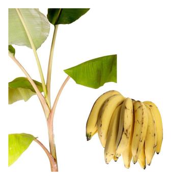 1 Muda Banana Da Terra Envio Imediato Pronta entrega - BVMUDAS - Muda ...