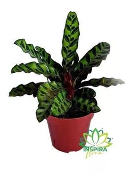 1 Planta Maranta Cascavel Calathea Lancifolia Insignis Verde - FLORA ...
