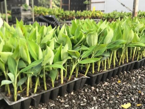 10 Mudas De Banana Prata Anã - Prontas Para O Plantio. - Mudas ...