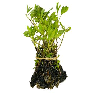 100 Mudas de Grama Amendoim Ornamental (Jardim) - AgroJardim - Muda ...