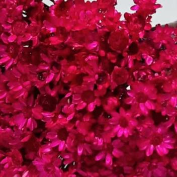 1KG - Flores Sempre Vivas - VIVA FLOR - Flores Artificiais - Magazine Luiza