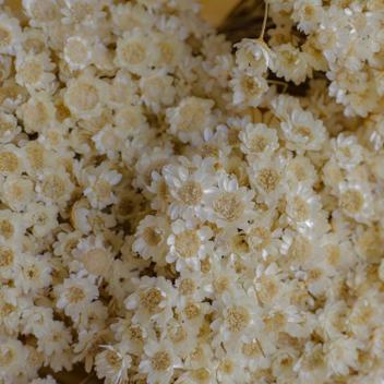 1KG - Flores Sempre Vivas - VIVA FLOR - Flores Artificiais - Magazine Luiza