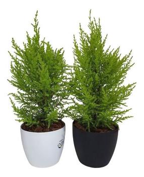 2 Mini Pinheiro Tuia Holandesa Com Vaso De Plástico Decorativo - Verde ...