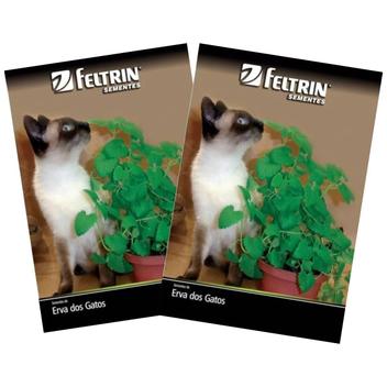 2X Sementes de Erva dos Gatos FELTRIN - Sementes - Magazine Luiza