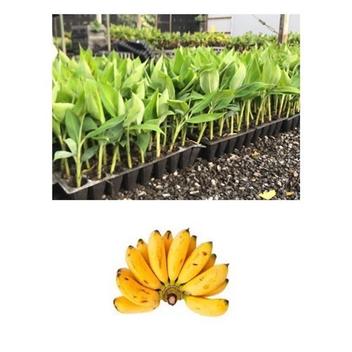 3 Mudas De Banana Maçã - Melhoradas Geneticamente - DECORA GARDEN ...