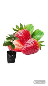 5 mudas de morango gigantela já produz - Quintal do bonsai - Muda ...