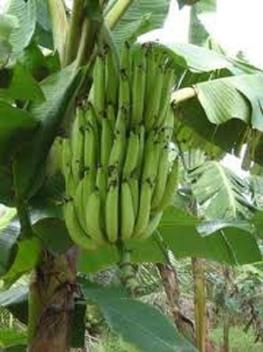 50 Mudas De Banana Da Terra - Resistente A Doenças - PRIMAVERA GARDEN ...