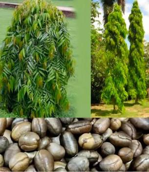 50 sementes de choupala - Plant art - Sementes - Magazine Luiza