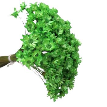 600 Sempre Viva Florzinha Verde Claro I Flores Desidratadas - Mundo Das ...