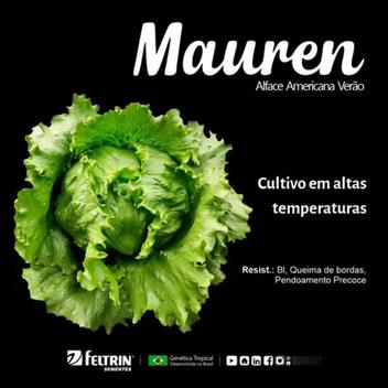 Alface Mauren Feltrin Sementes 1000un - Sementes - Magazine Luiza