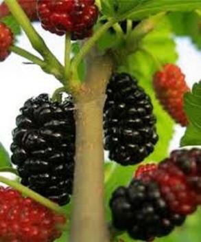 Amora Gigante - Mudas com 40 cm - PRIMAVERA GARDEN - Plantas Naturais ...