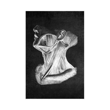 Arte Vintage De Anatomia Humana, Imagem De Parede Médica, Esqueleto ...