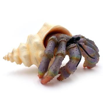 Boneco de ação Toy Gemini&Genius Sea Animal Hermit Crab Kids ...